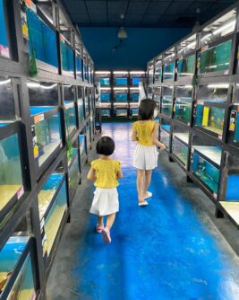 Qian Hu Fish Farm: Affordable Longkang Fishing & Fish Spa In CCK