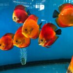 Qian Hu Fish Farm: Affordable Longkang Fishing & Fish Spa In CCK