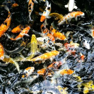 Qian Hu Fish Farm: Affordable Longkang Fishing & Fish Spa In CCK