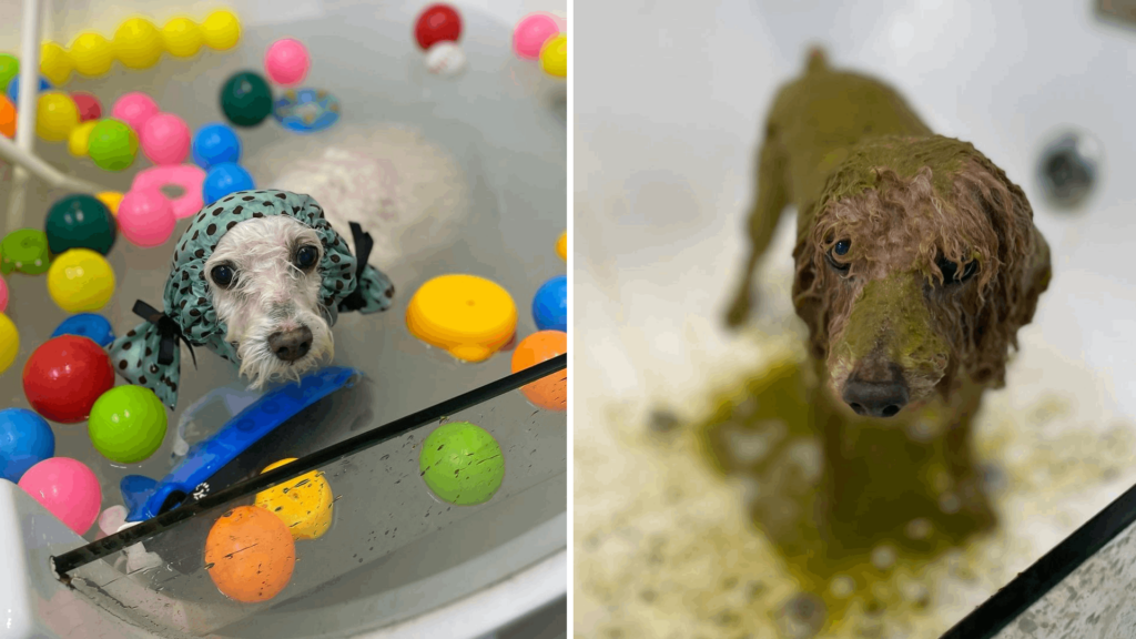 10 Pet Salons In Singapore With Spa Treatments From $20