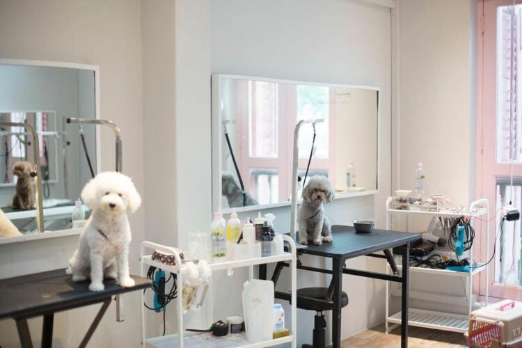 10 Pet Salons In Singapore With Spa Treatments From $20