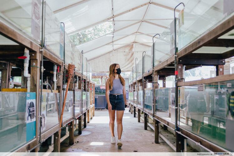 The Live Turtle & Tortoise Museum of Singapore Guide