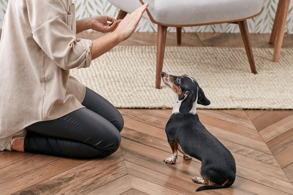 Secret Dog Training Hacks For Stubborn Dogs