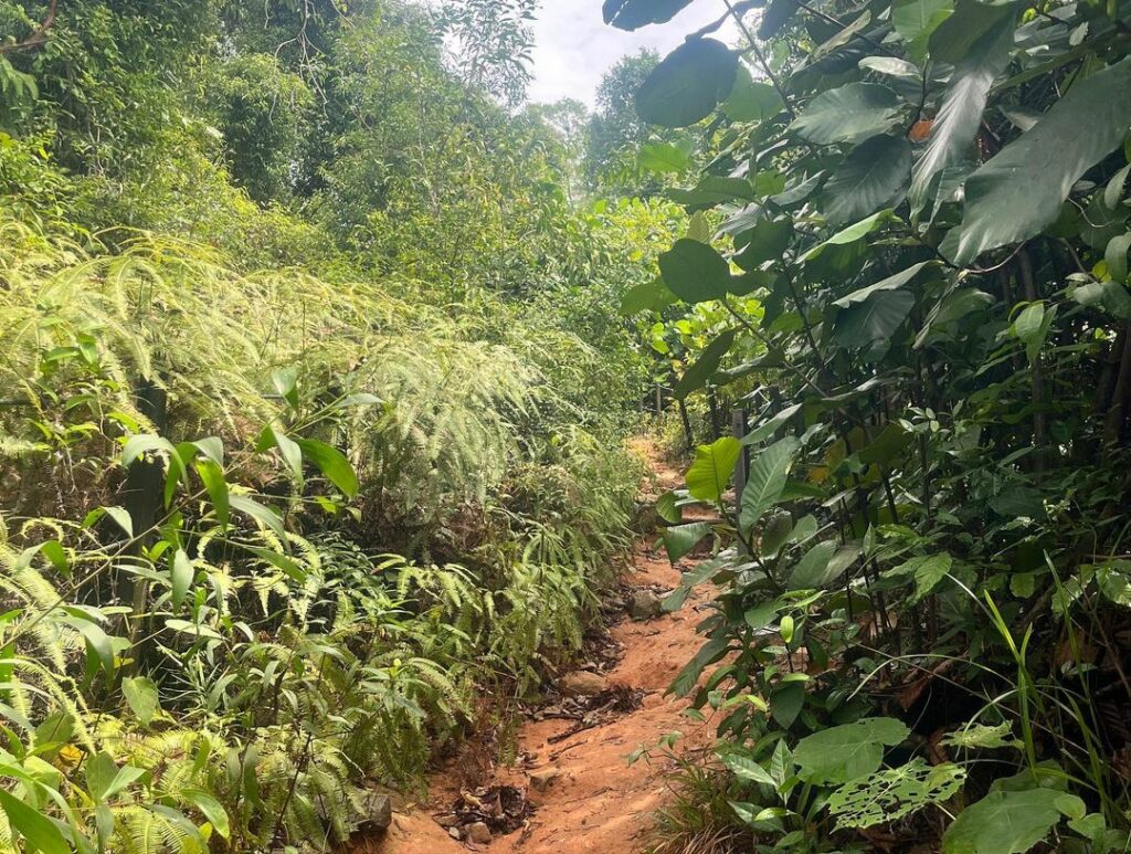 Puaka Hill - Pulau Ubin Hiking Guide