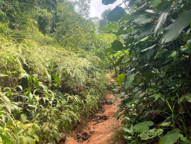 Puaka Hill - Pulau Ubin Hiking Guide