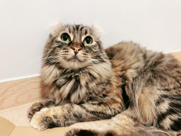 Meomi Cat Cafe - Chill Pet Cafe In Bugis With Fluffy Ragdolls