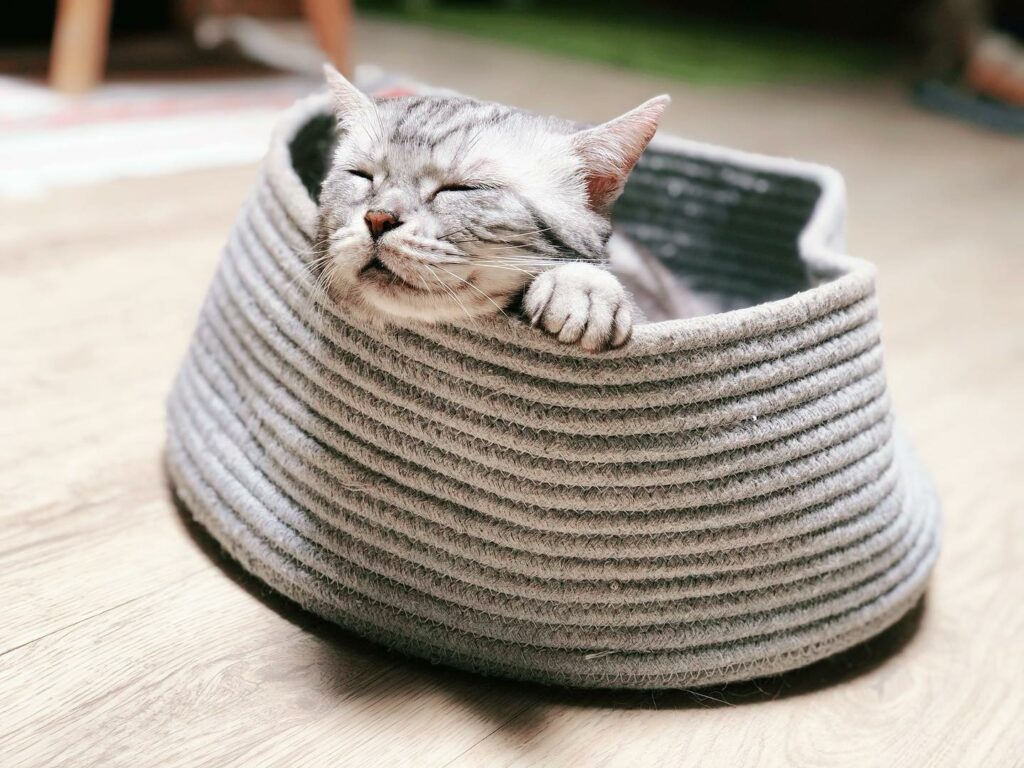 Meomi Cat Cafe - Chill Pet Cafe In Bugis With Fluffy Ragdolls