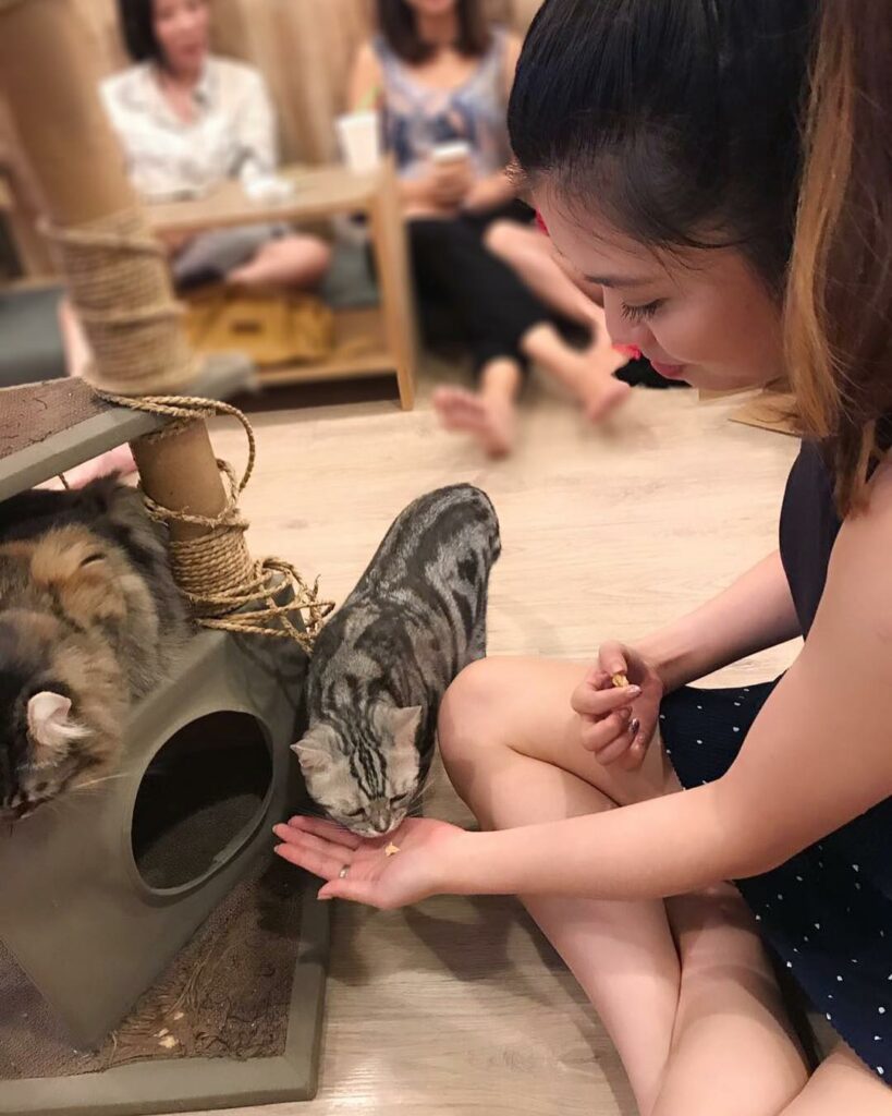 Meomi Cat Cafe - Chill Pet Cafe In Bugis With Fluffy Ragdolls