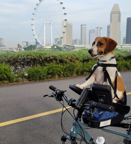 8 Pet Safety Products For Your Dog You Can Buy In SG