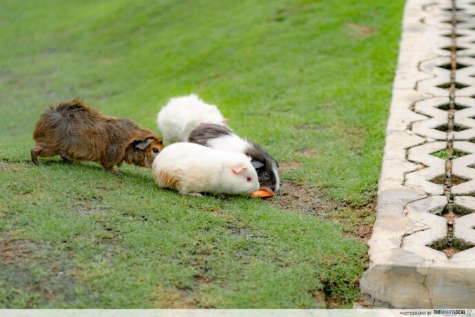 Panbil Nature Reserve In Batam Has Deer, Animal Feeding & Hiking Trails