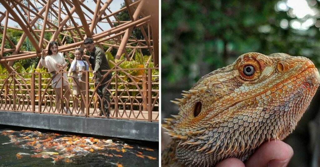 Panbil Nature Reserve In Batam Has Deer, Animal Feeding & Hiking Trails