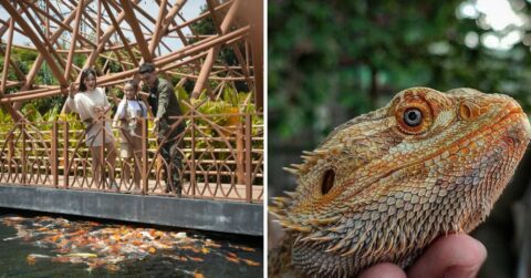 Panbil Nature Reserve In Batam Has Deer, Animal Feeding & Hiking Trails