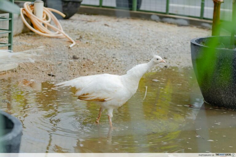 Panbil Nature Reserve In Batam Has Deer, Animal Feeding & Hiking Trails