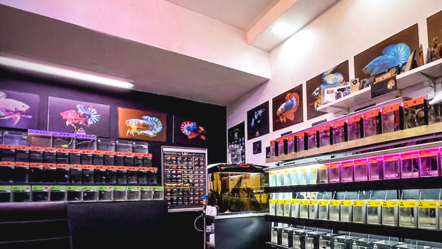 15 Aquarium Shops In Singapore For One-Of-Kind Fish & Aquascaping