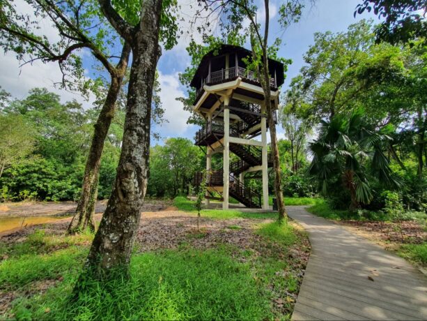 11 Mangroves In Singapore Besides Usual Nature Spots