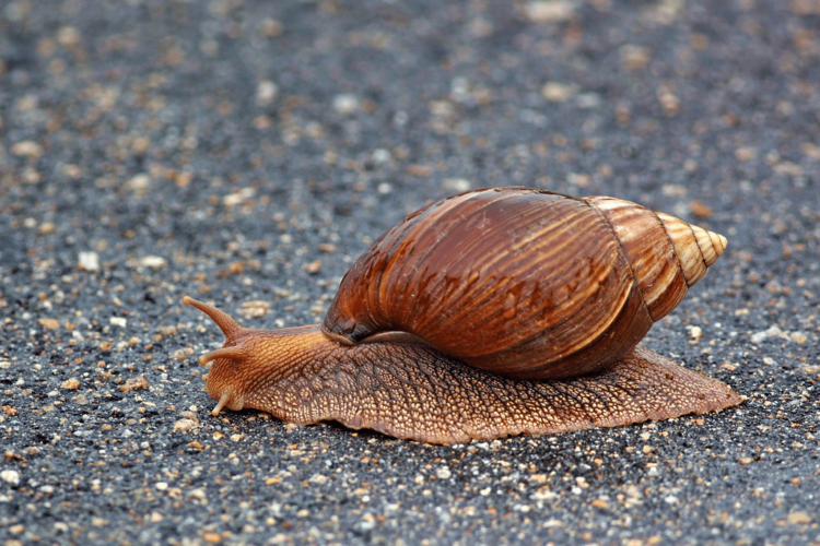 10 Animals In Singapore We Commonly See, From Birds To Bugs