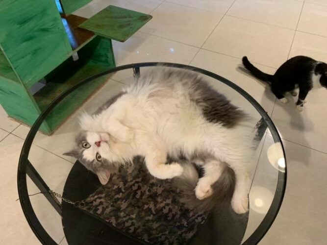 Cat Safari - Lesser-Known Cat Sanctuary In Bukit Timah With $10 Entry