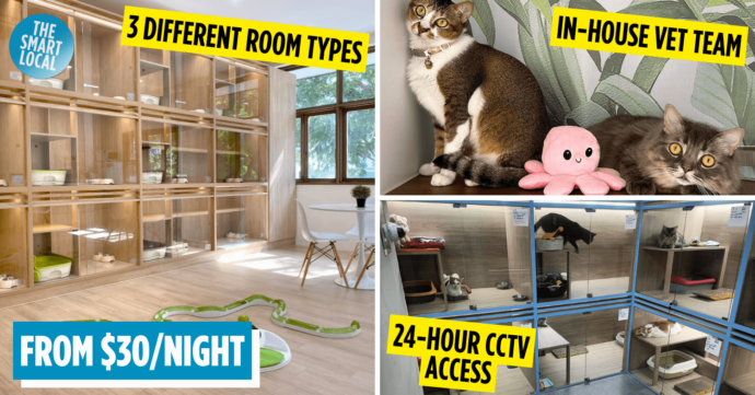 8 Best Cat Hotels In Singapore