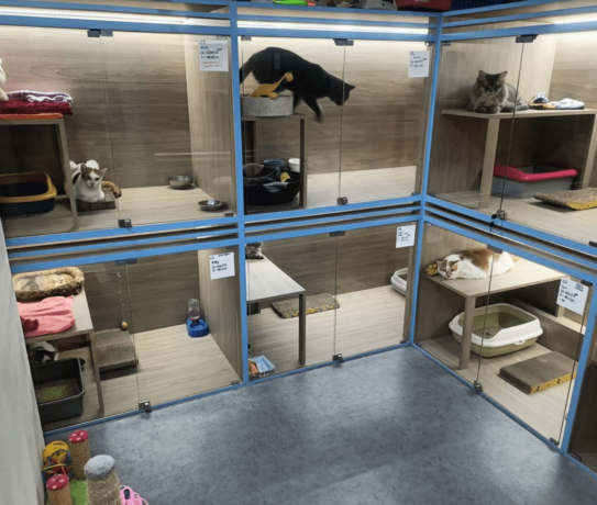 8 Best Cat Hotels In Singapore