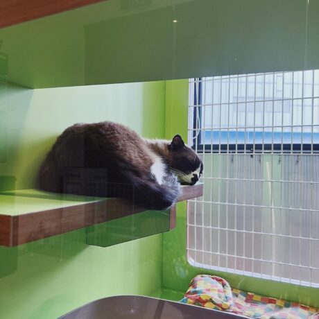 8 Best Cat Hotels In Singapore