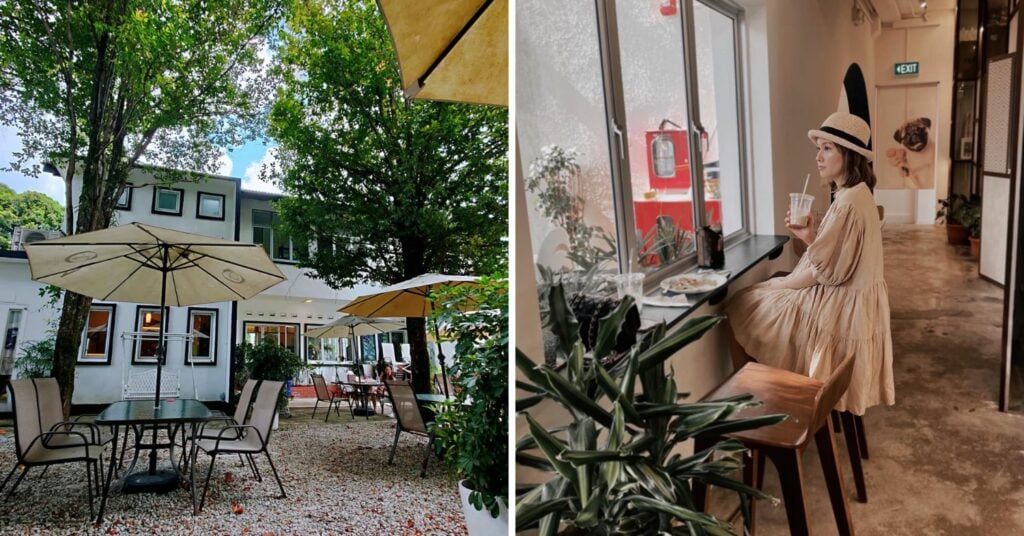 Chow Cute Cafe: Play & Dine With Chow Chows