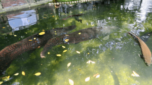 12 Things To Do In Dempsey Besides Fancy Resto Dates