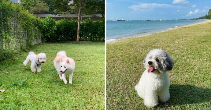 17 Best Free Dog Runs & Parks In Singapore For Doggo Playdates