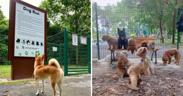 17 Best Free Dog Runs & Parks In Singapore For Doggo Playdates