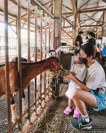 Hay Dairies: SG’s Only Goat Farm With Free Tours & Feeding Sessions