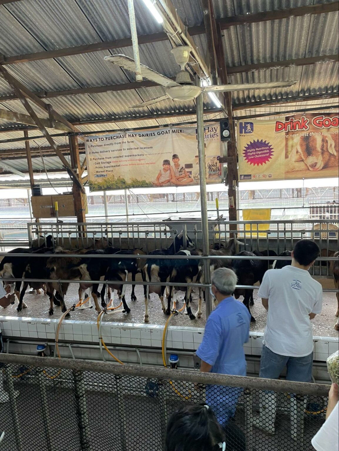 Hay Dairies: SG’s Only Goat Farm With Free Tours & Feeding Sessions