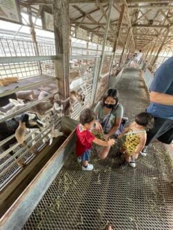 Hay Dairies: SG’s Only Goat Farm With Free Tours & Feeding Sessions
