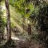 Mandai T15 Trail: Lesser-Known Hiking & Cycling Trail Near The Zoo