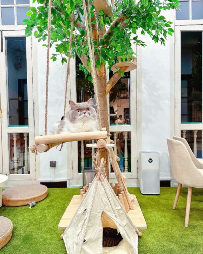 Meownistry of Meow - New Co-Working Space With Rescued Felines