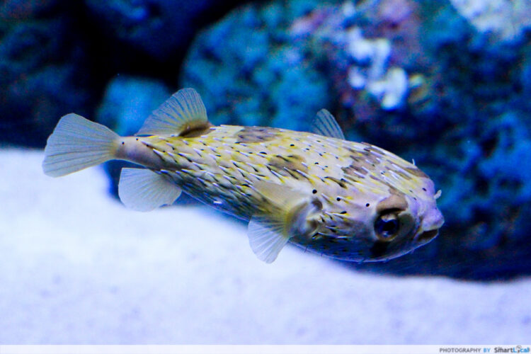 S.E.A. Aquarium At Resorts World Sentosa [Updated Guide]