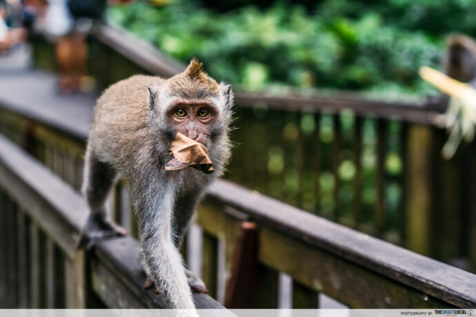 Ubud Monkey Forest In Bali