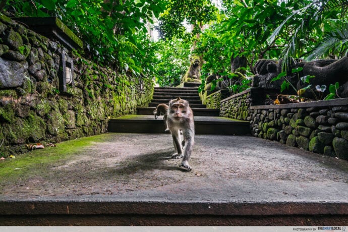 Ubud Monkey Forest In Bali