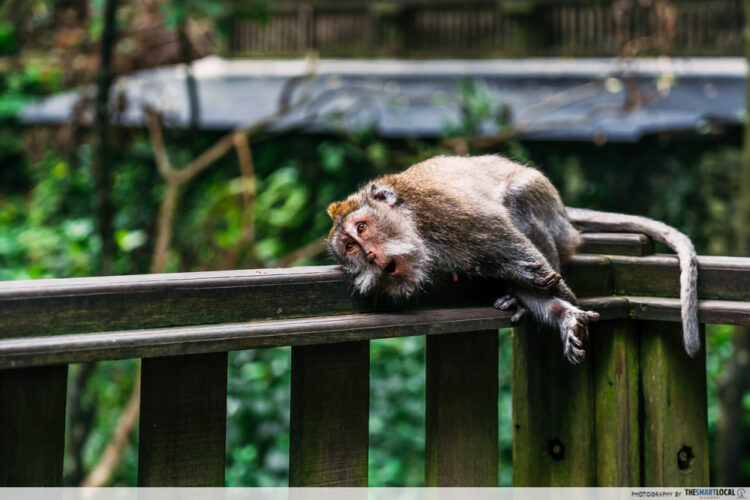 Ubud Monkey Forest In Bali