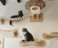 9 Cat Cafes In Singapore From $9/Hour For A Purrfect Day