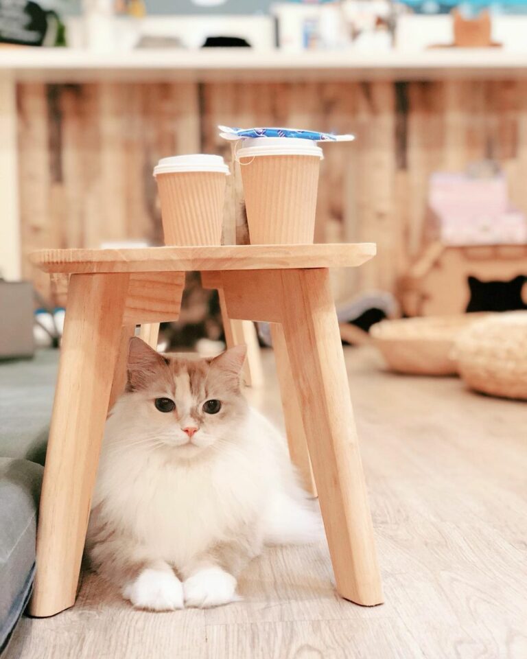 9 Cat Cafes In Singapore From $9/Hour For A Purrfect Day