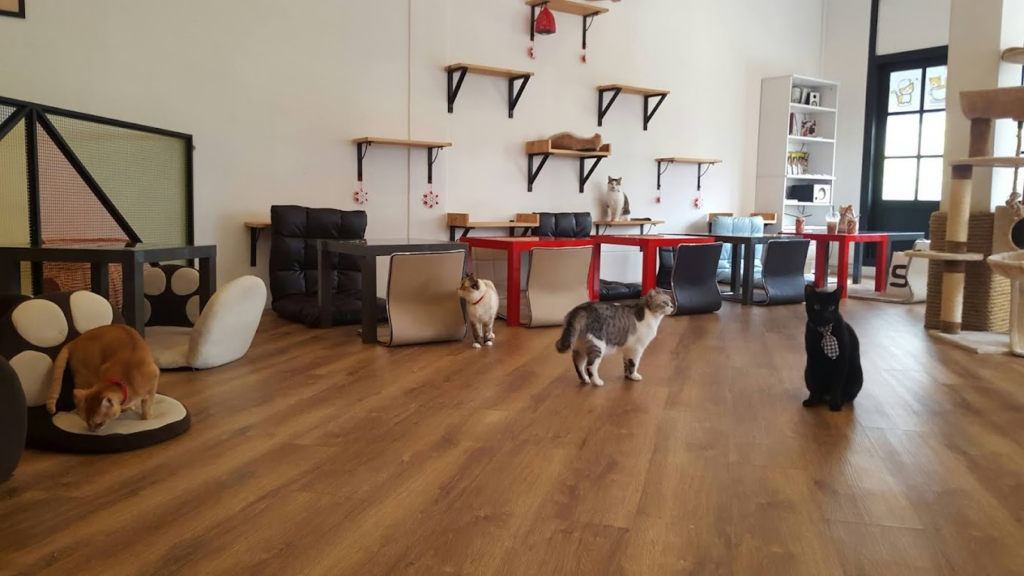 9 Cat Cafes In Singapore From $9/Hour For A Purrfect Day