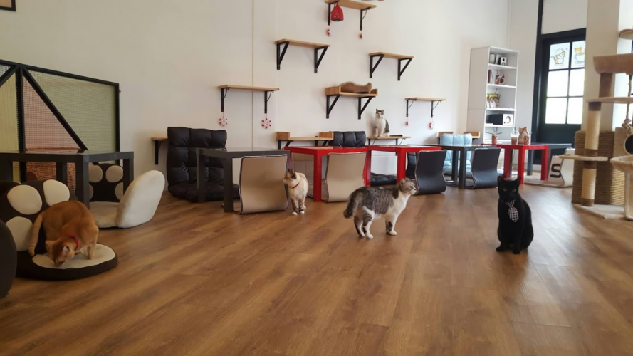 9 Cat Cafes In Singapore From $9/Hour For A Purrfect Day