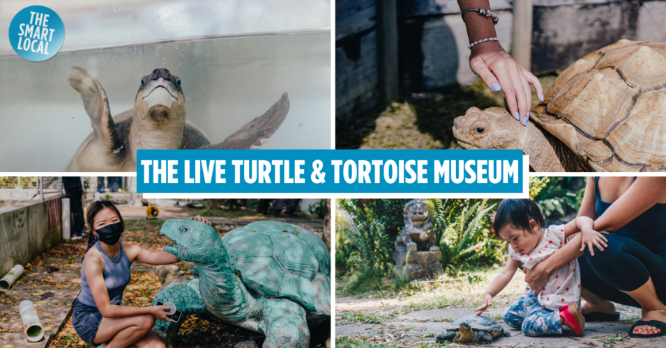 Visit Live Turtle & Tortoise Museum of Singapore Before It Closes