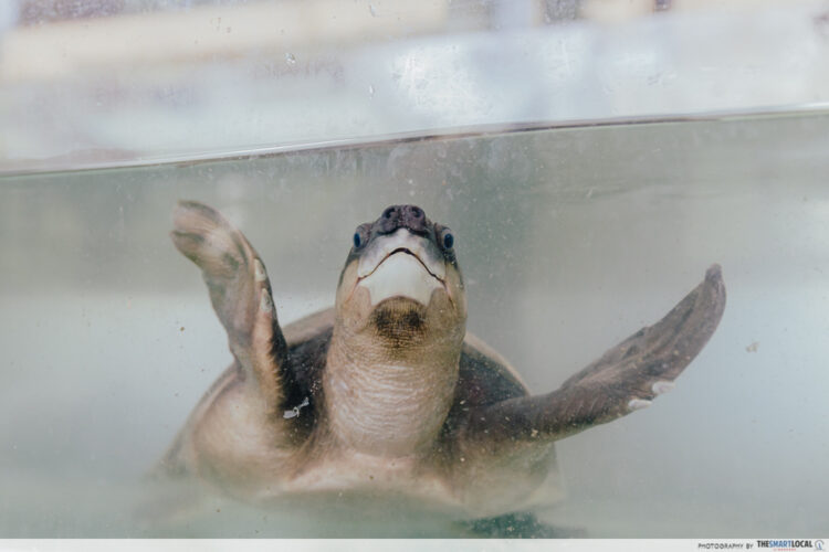 The Live Turtle & Tortoise Museum of Singapore Guide