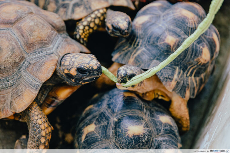 The Live Turtle & Tortoise Museum of Singapore Guide