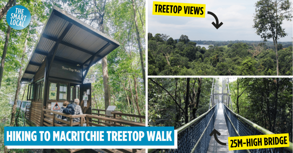 Guide To MacRitchie Treetop Walk - Exploring Singapore’s “Pretty Bridge”