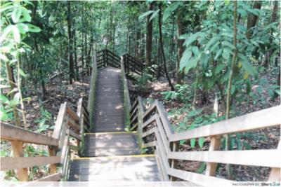 Guide To MacRitchie Treetop Walk - Exploring Singapore’s “Pretty Bridge”