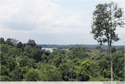 Guide To MacRitchie Treetop Walk - Exploring Singapore’s “Pretty Bridge”