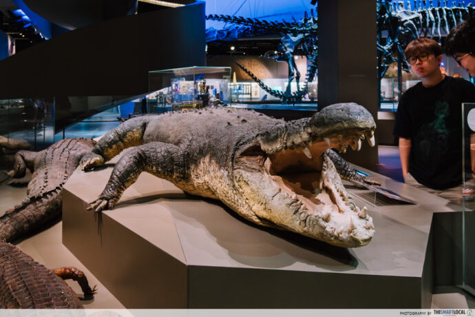 Lee Kong Chian Natural History Museum Has Dino Fossils & Whale Bones