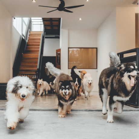 HOME by Tales of Paws Is A Pet Cafe In JB With Maine Coons & Corgis