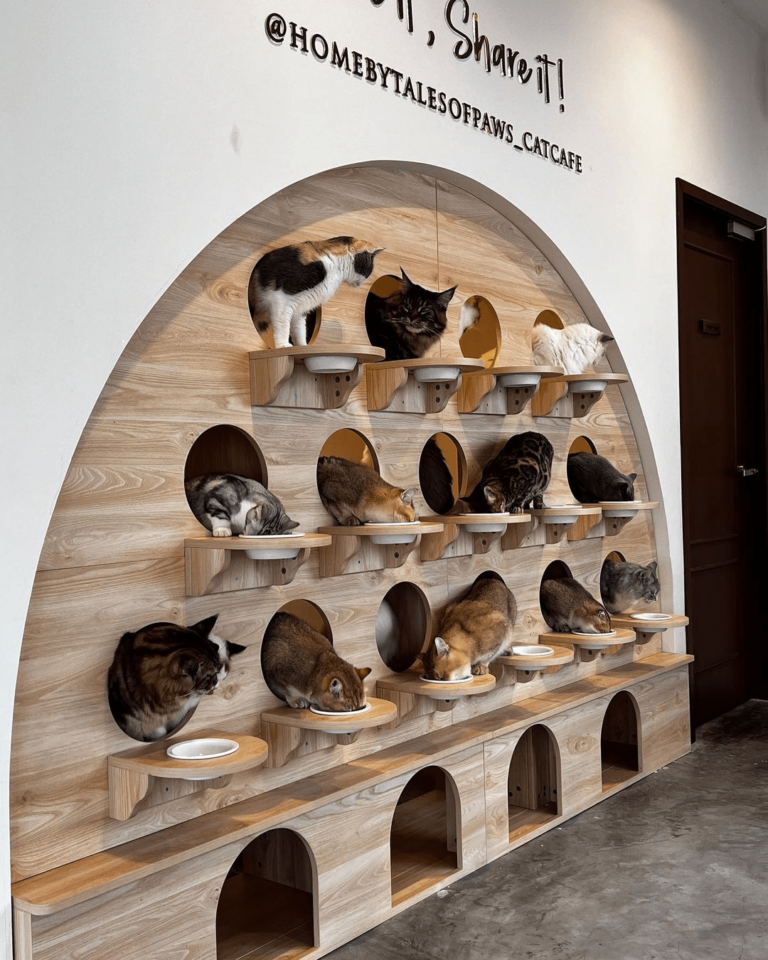 HOME by Tales of Paws Is A Pet Cafe In JB With Maine Coons & Corgis